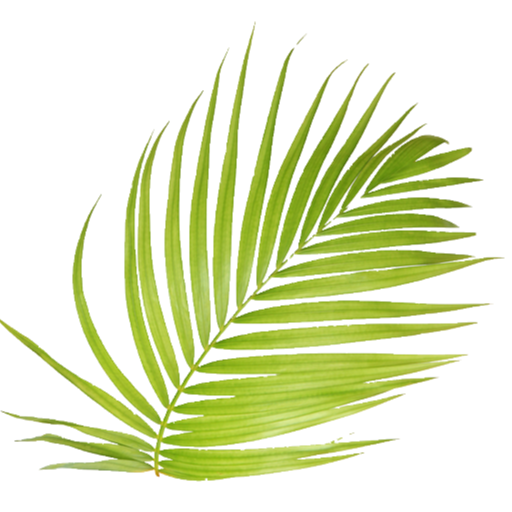 cropped-escape-day-spa-palm-leaf-favicon-2.png | Escape Day Spa