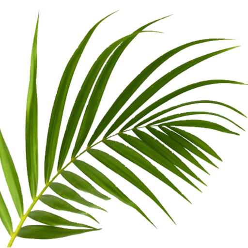cropped-escape-day-spa-palm-leaf-favicon.png | Escape Day Spa